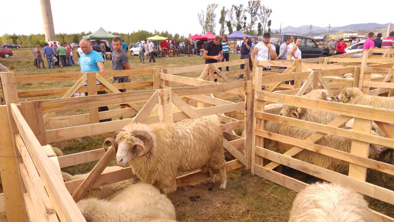 Ediția a XII-a „Expoziției de ovine și caprine” - în premieră la Ocna ...
