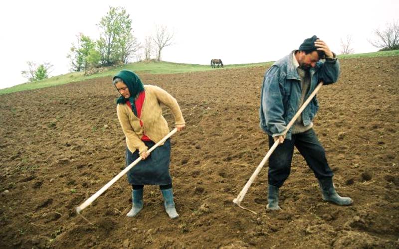 Mai puţini fermieri la subvenţii - Graiul Maramureșului