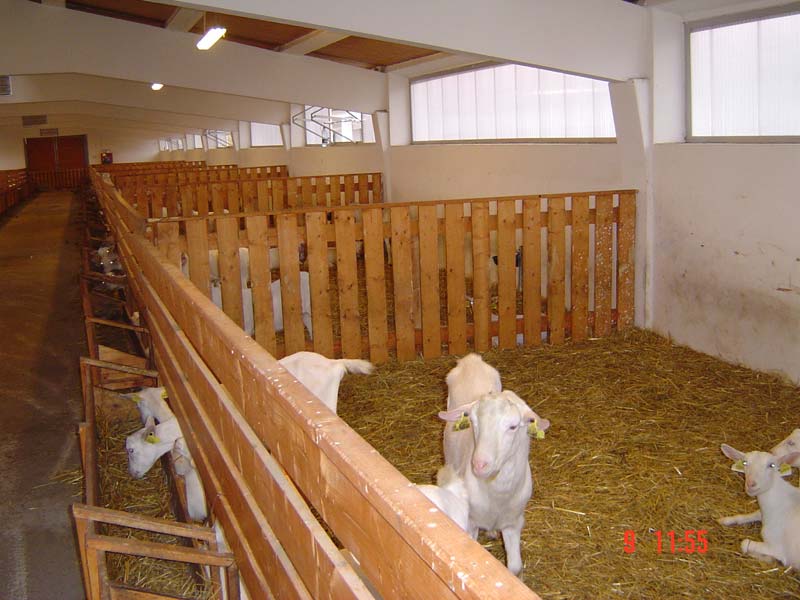 Pesta micilor rumegătoare - Graiul Maramureșului