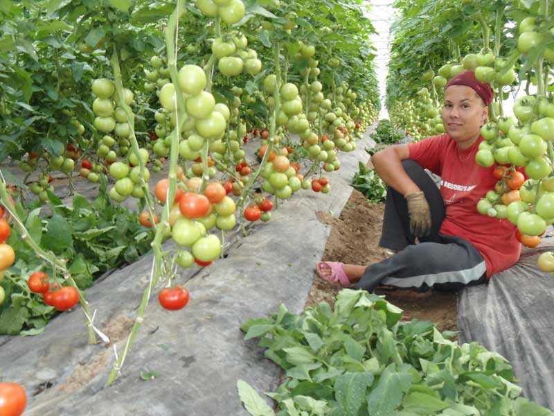 2.000 euro pentru 10 ari de legume în solar - Graiul Maramureșului